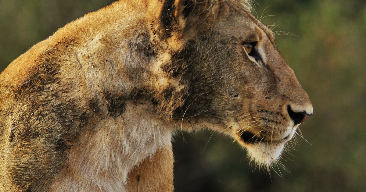 Discover your wild animal alter-ego!